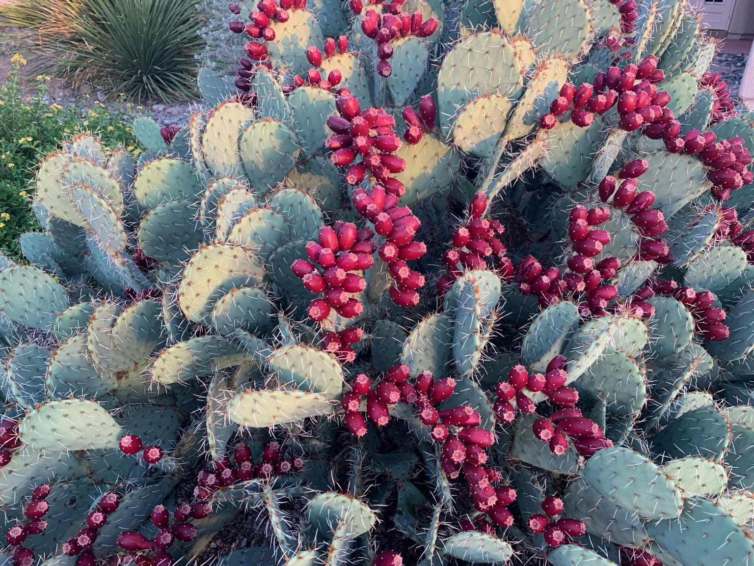 Native Edible Plants and Their Benefits