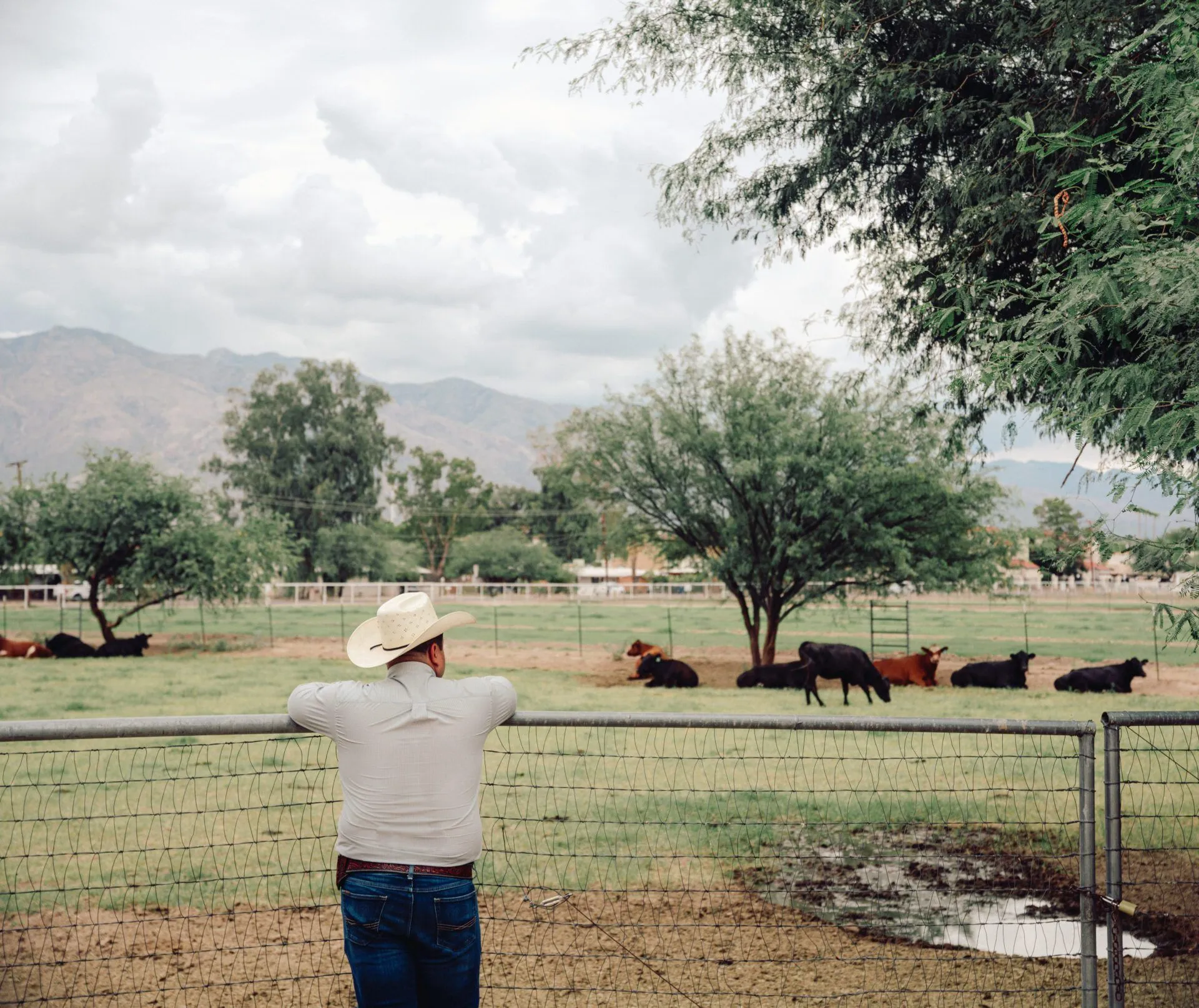 Tucson’s Lomo Premium Meats Showcases Arizona Ranch Beef - Tucson Foodie