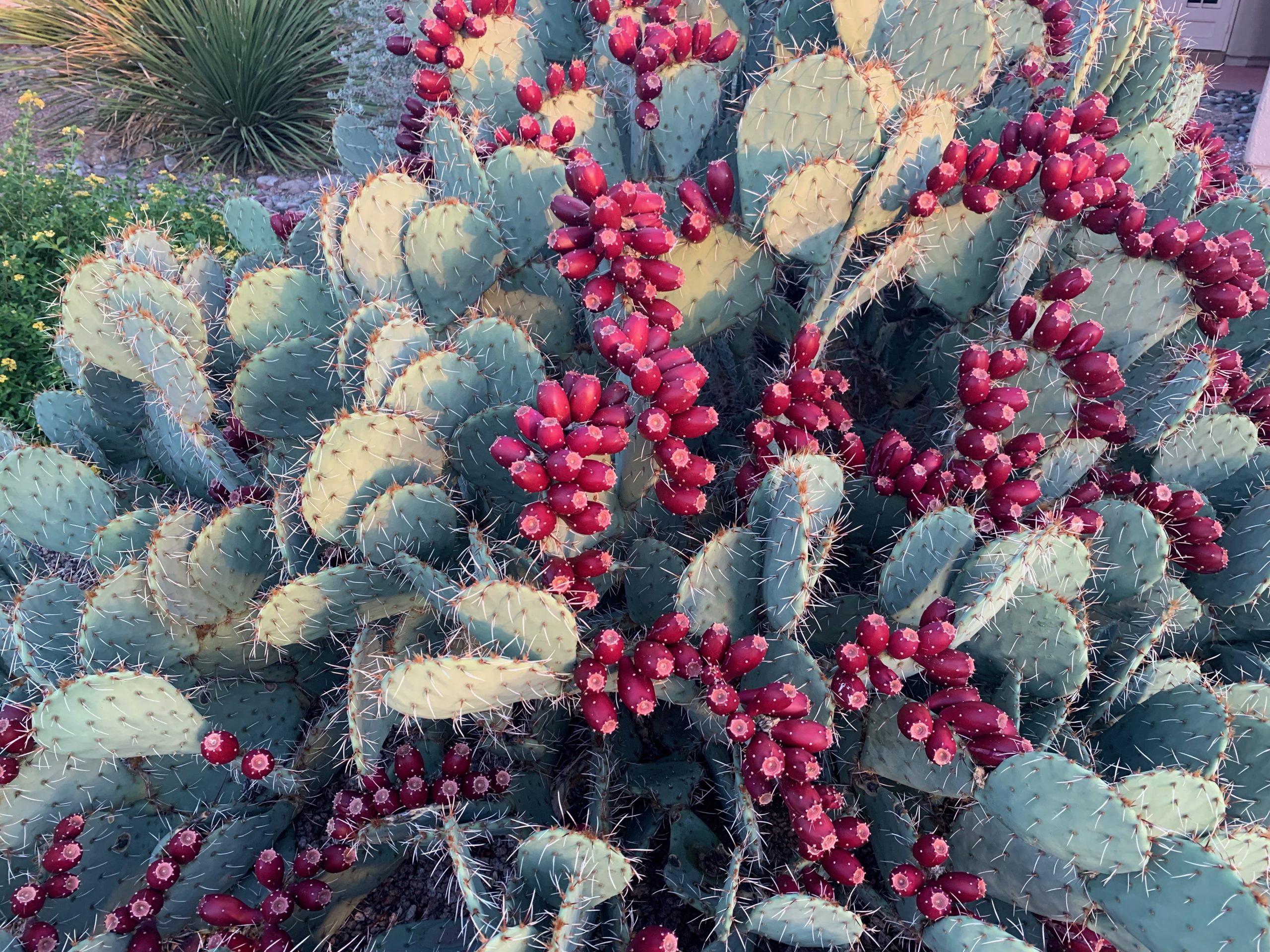 Native Edible Plants and Their Benefits