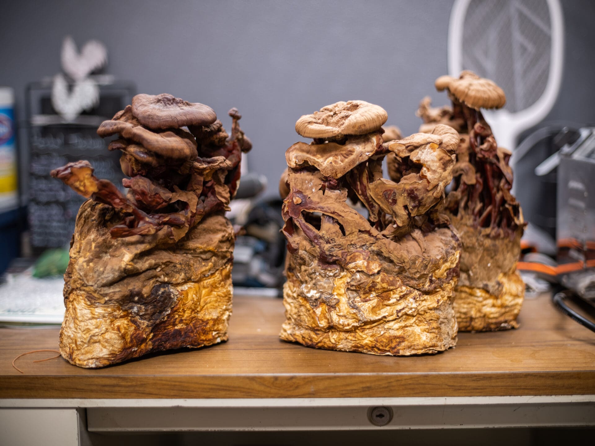 Desert Pearl Mushrooms: Local Fungi in Tucson's Urban Farm Scene