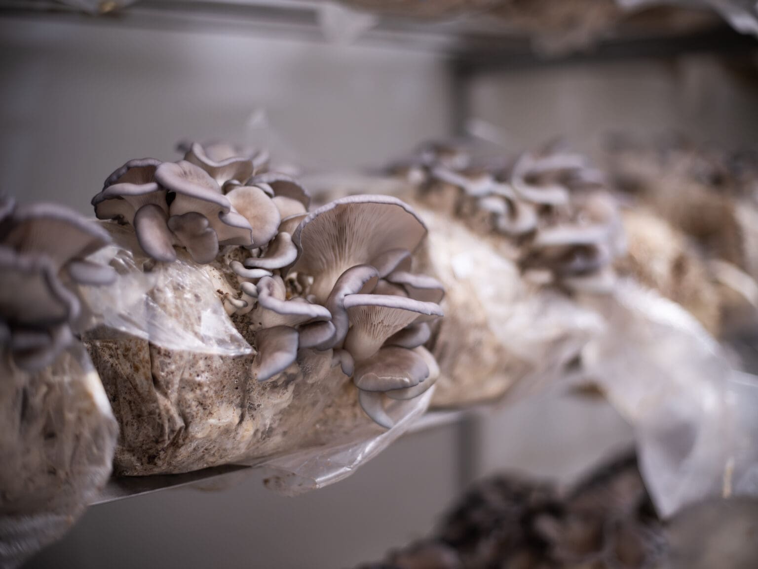 Desert Pearl Mushrooms: Local Fungi in Tucson's Urban Farm Scene