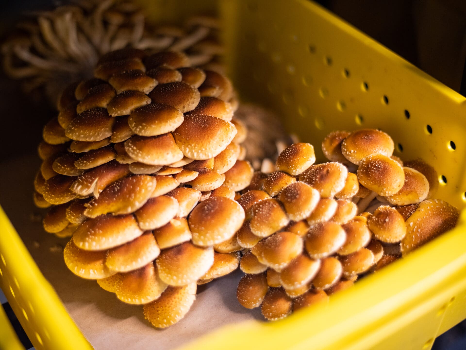 Desert Pearl Mushrooms: Local Fungi in Tucson's Urban Farm Scene