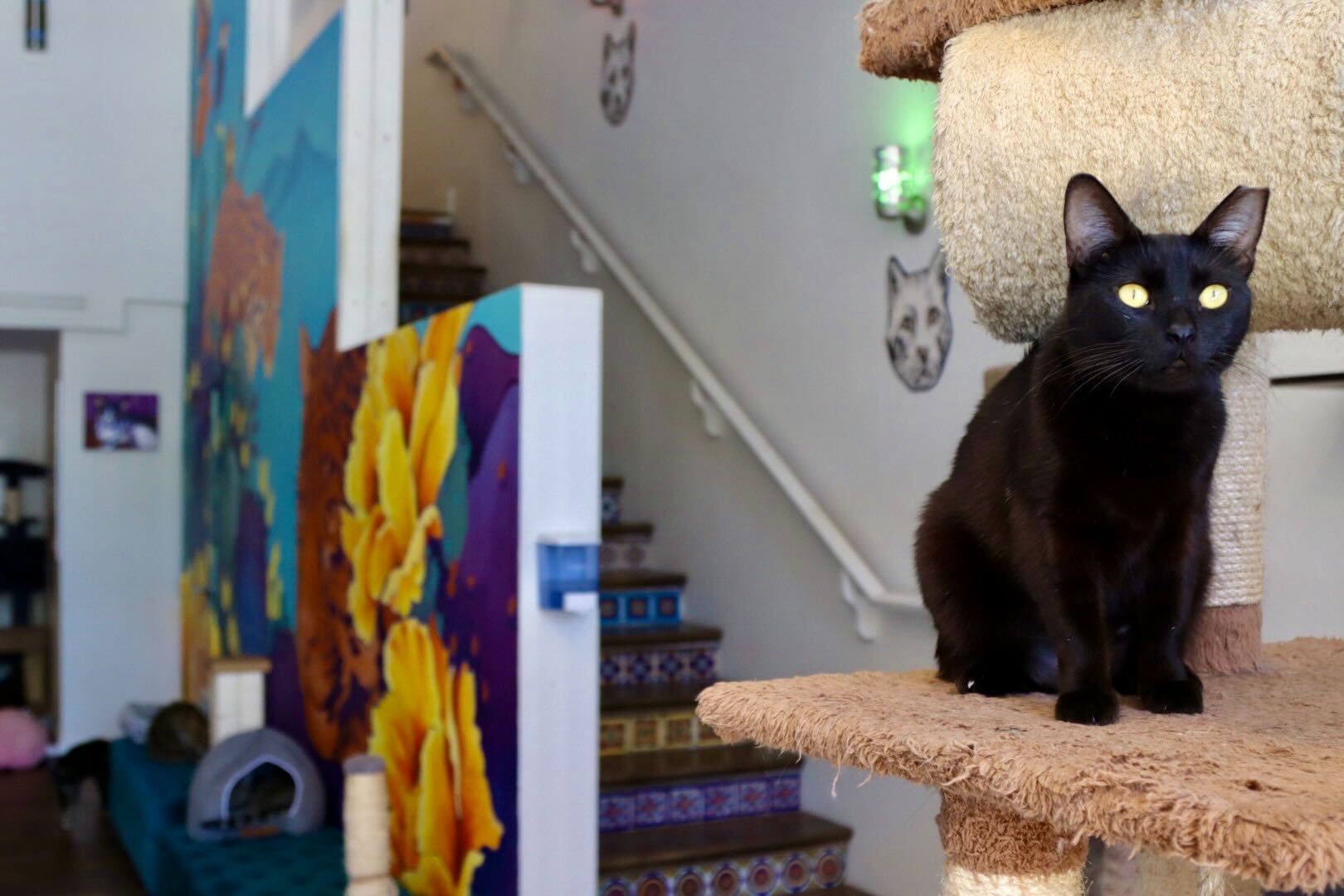 El Jefe Cat Café to Host a Totally Paw-Some Grand Opening Party