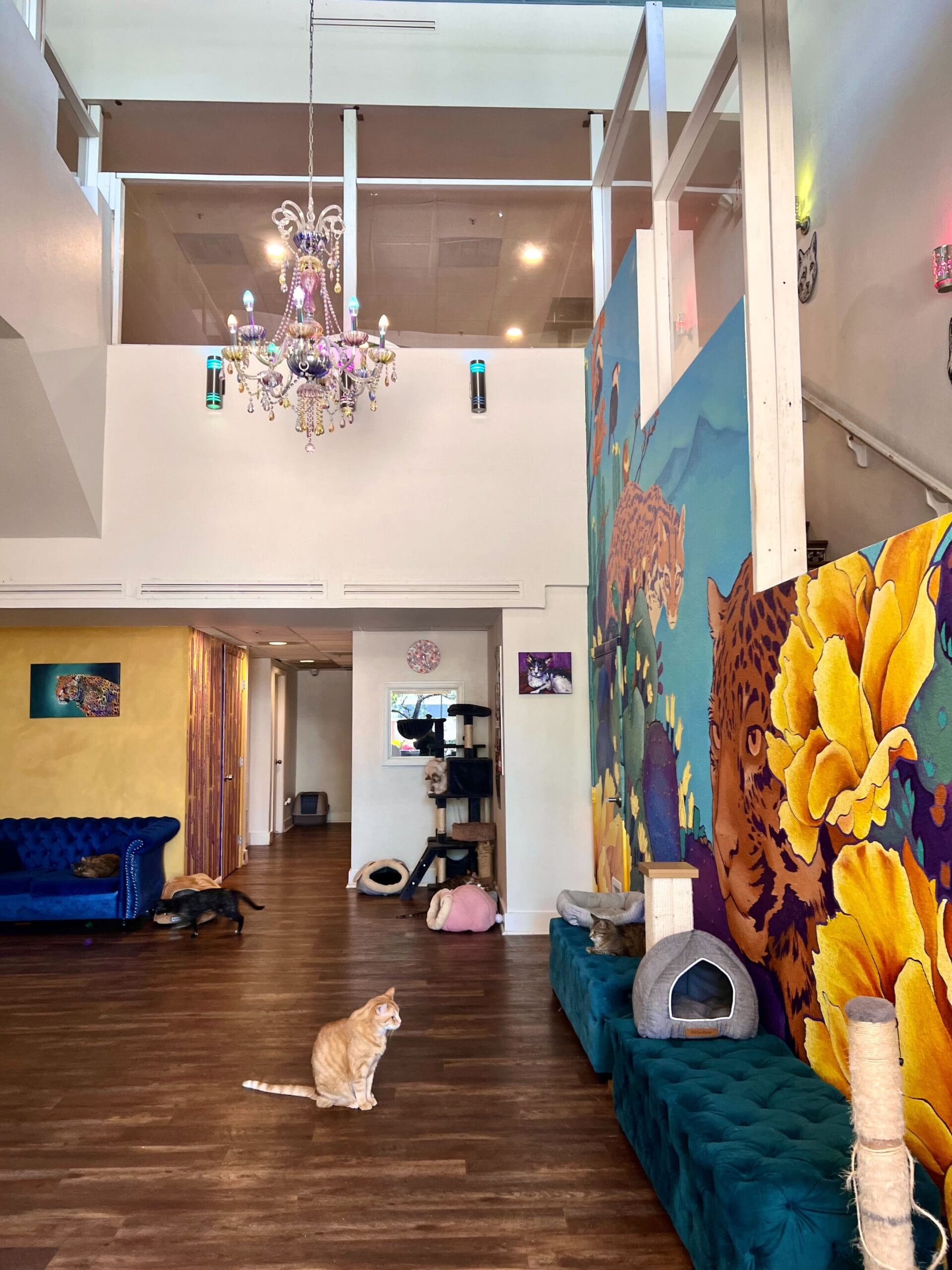 El Jefe Cat Café to Host a Totally Paw-Some Grand Opening Party