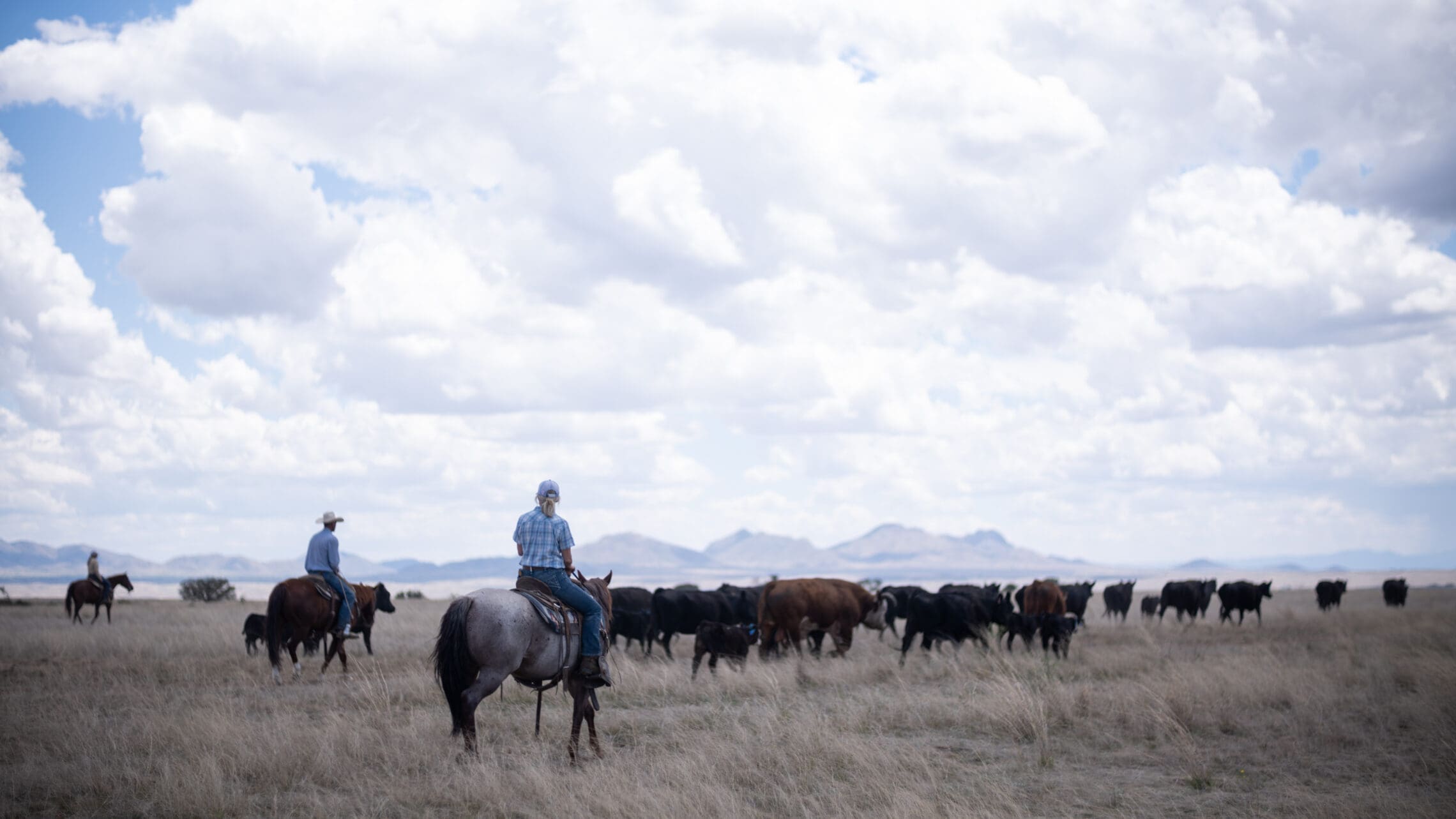 Farm to Table with Vera Earl Ranch in Sonoita, Arizona (VIDEO)
