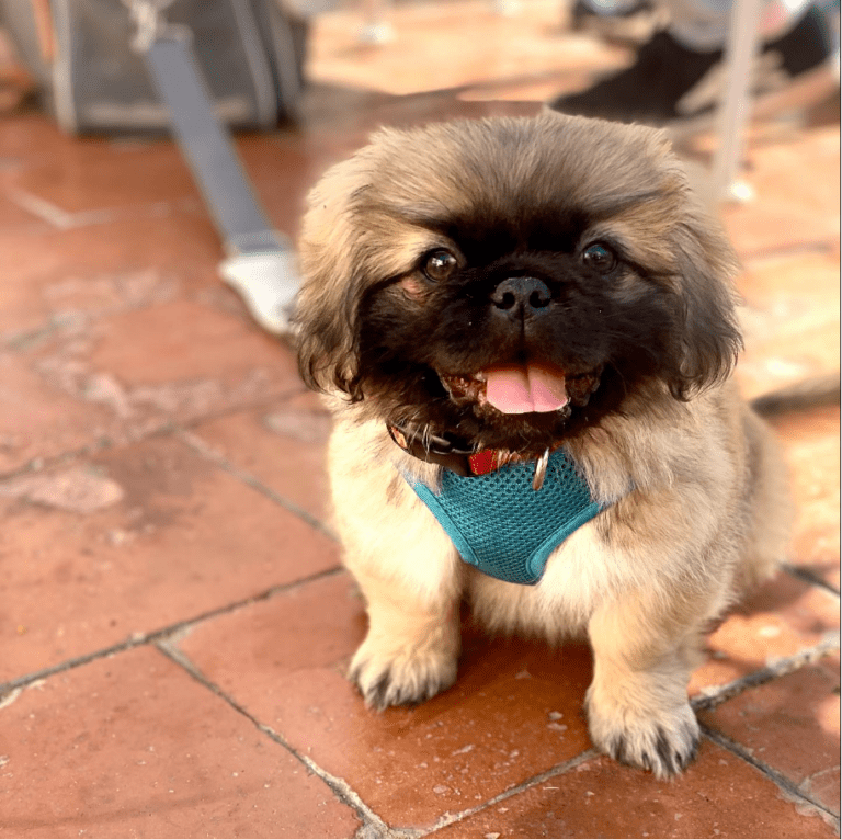 The Best Dog-Friendly Restaurants In Tucson