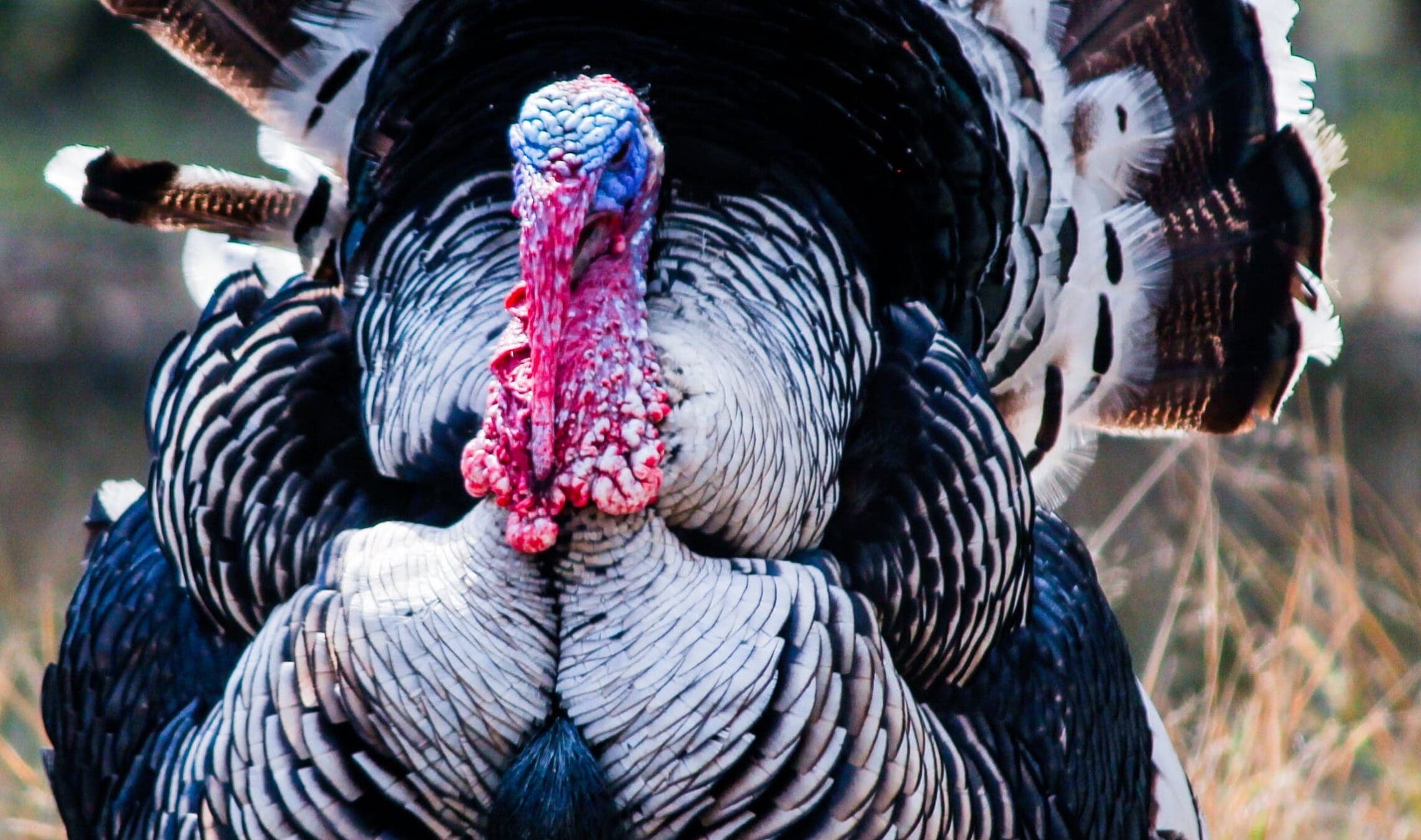 Weird Thanksgiving Traditions: Turduckens, Cap'n Crunch Stuffing & More