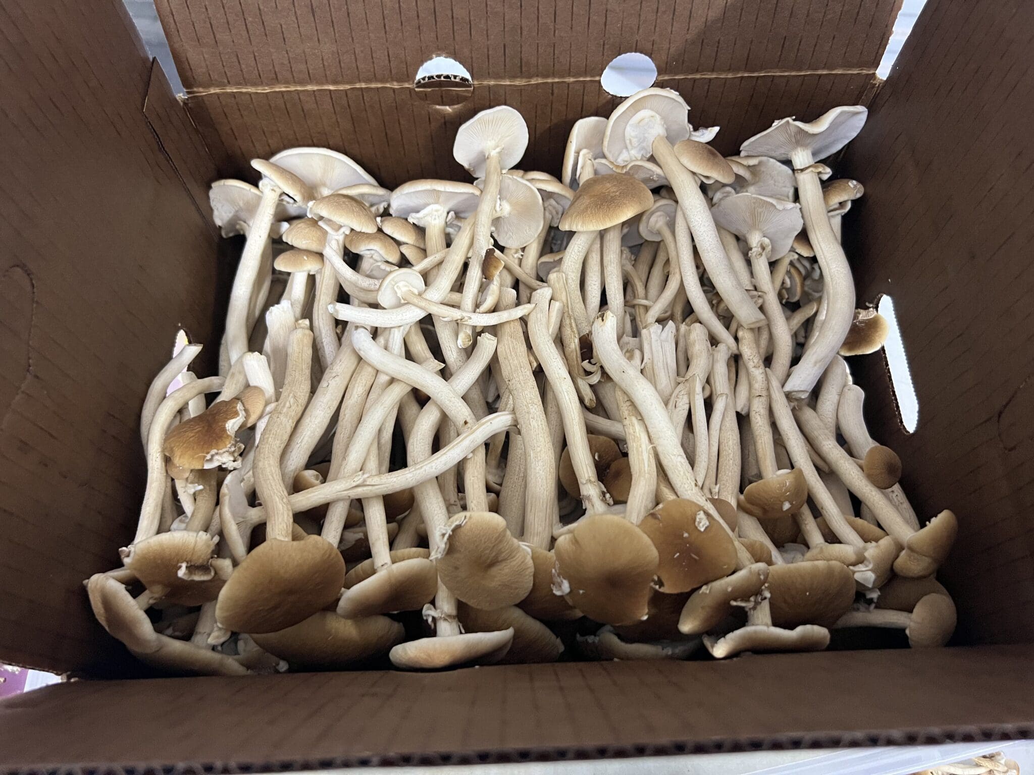 Discovering Pioppino Mushrooms: Flavor, Recipes, and Health Benefits