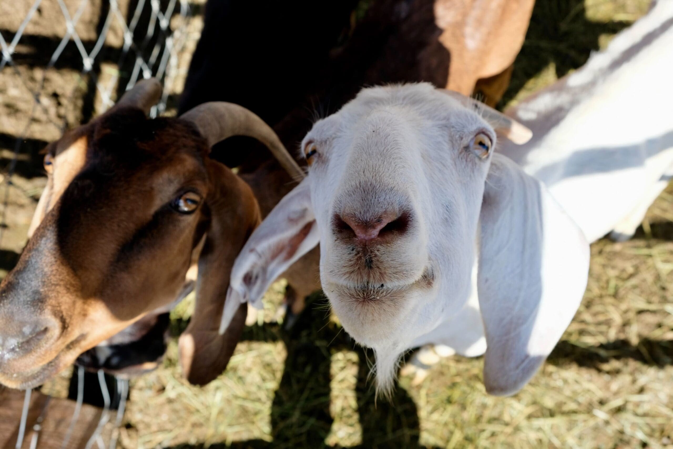 Domes in the Desert: The Perfect Summer Escape For Tucson Foodies