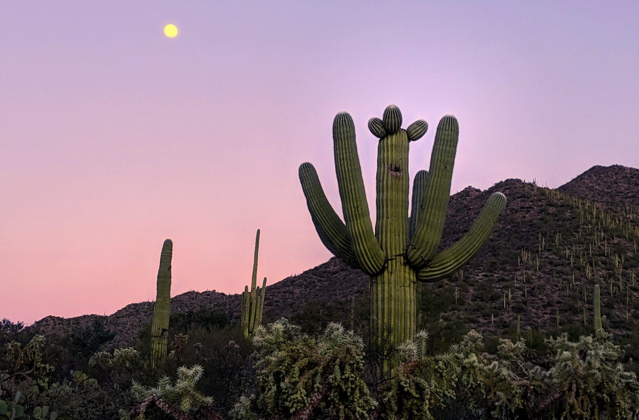 24 Hours in Tucson: Guide for the Outdoor Adventurer