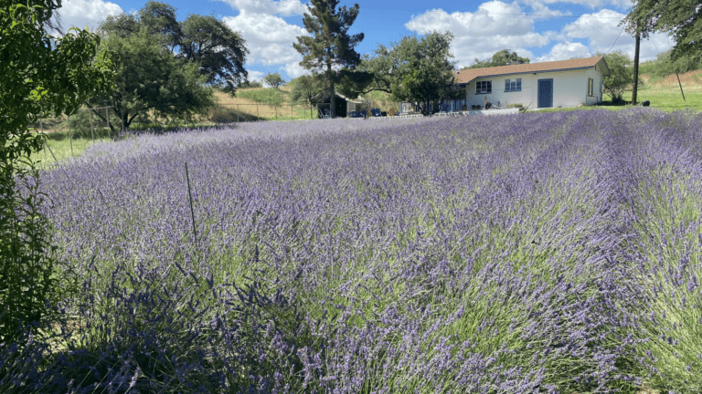 Annual Lavender Bloom Harvest Festival - Tucson Foodie